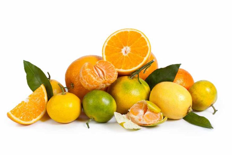 Explore the World of Citrus Fruits: Names, Types, and Fun Activities ...