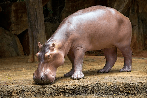 List of Animals that Live Both on Land and Water | EuroKids