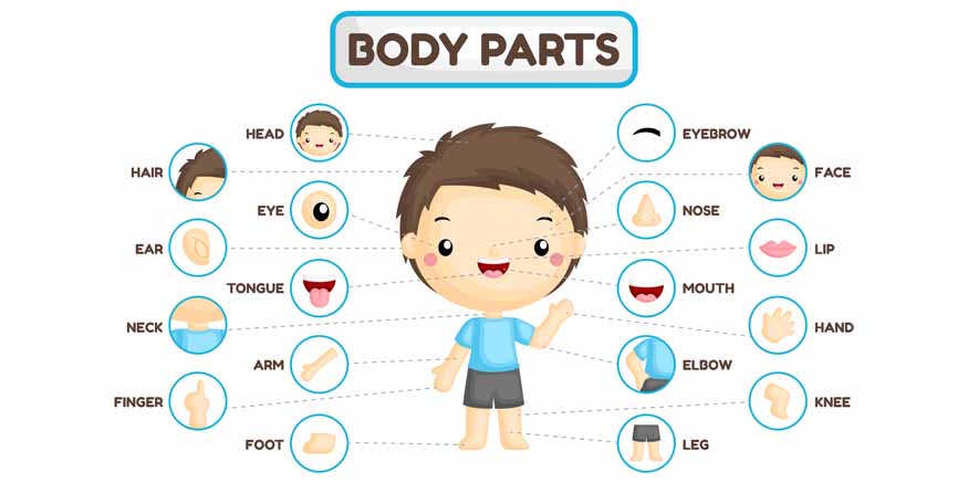Body Parts for Kids with Names, Pictures & Fun Activities