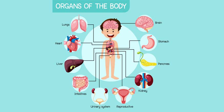 Body Organs for Kids: Names, Functions & Fun Learning Activities