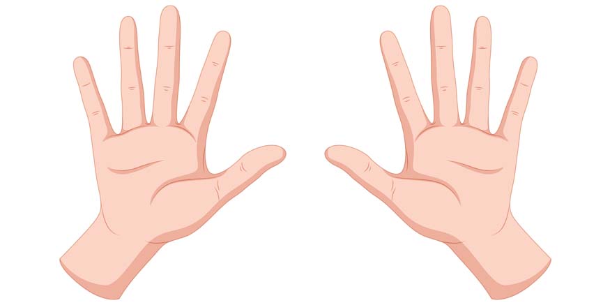 Parts of the Hand for Kids: Names, Functions & Pictures