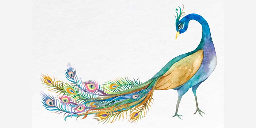 Peacock Essay for Kids: 10 Lines, Facts & Short Paragraph