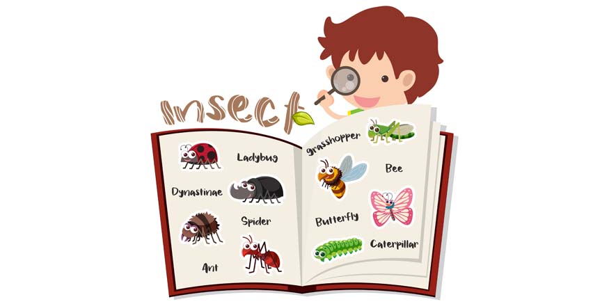 What Is an Insect? Body Parts & Facts for Kids