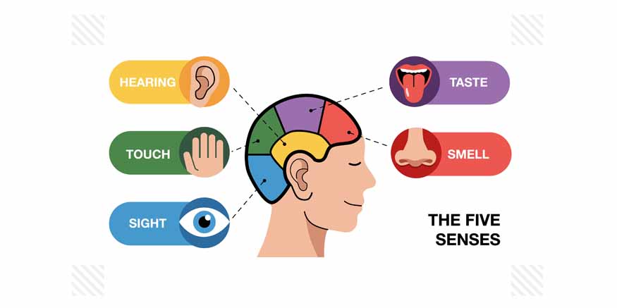 What Are Sense Organs? Types & Functions Explained