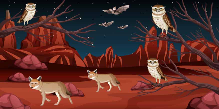 Nocturnal Animals for Kids: Meaning, Examples & Night Adaptations