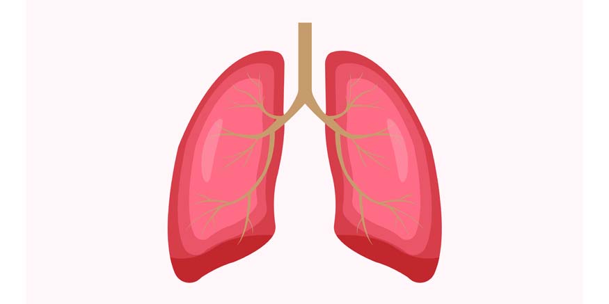 Lungs for Kids: Functions, Working, Parts & Facts Explained