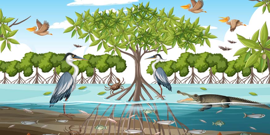 Mangrove Forest Explained: Vegetation, Animals, Features and Indian ...