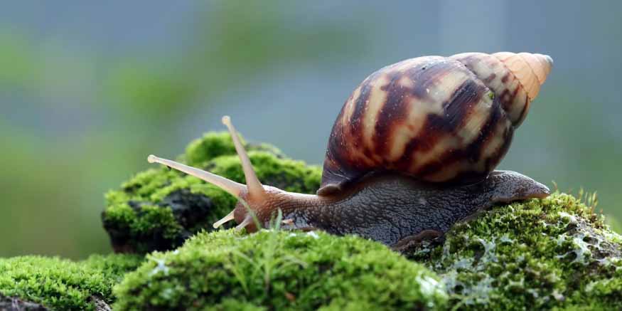 Snail: Meaning, Types, Body Parts, Characteristics and Facts